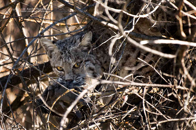 M. Raeder - Photography: Bobcat