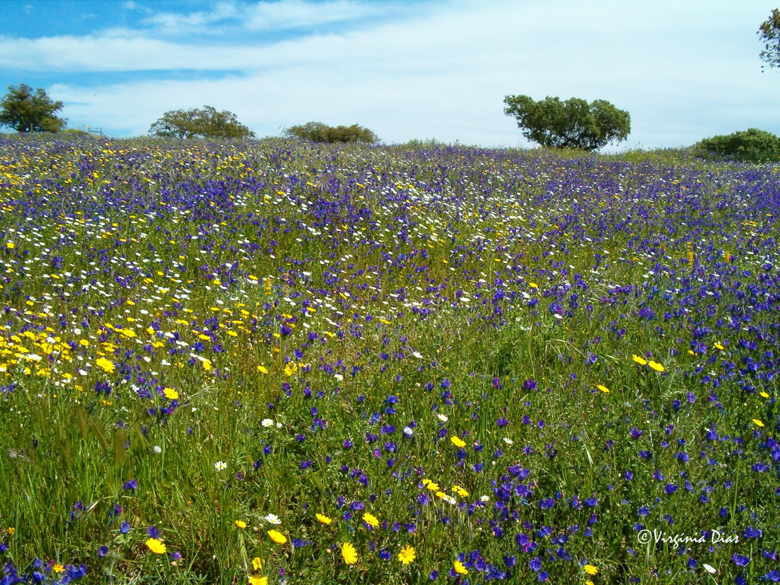 Sótão da Gina: Dia Internacional da Felicidade, o Eclipse e a Primavera