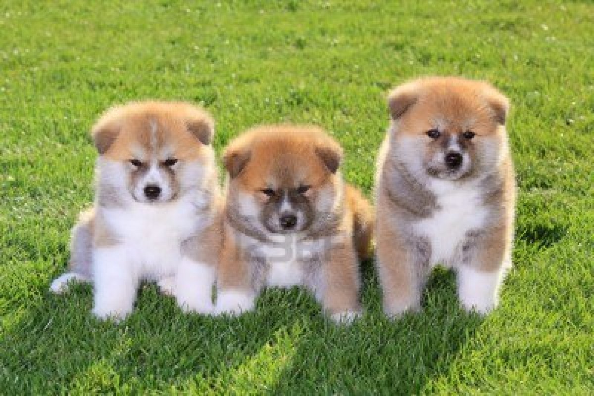 Razas de Perros: Akita Inu
