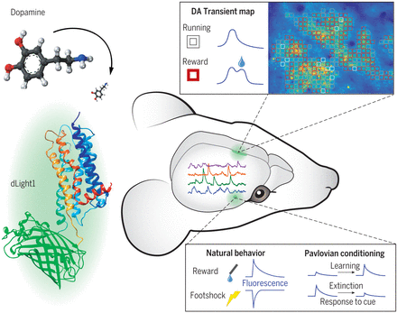 Our Parkinson's Place: Ultrafast neuronal imaging of dopamine dynamics ...
