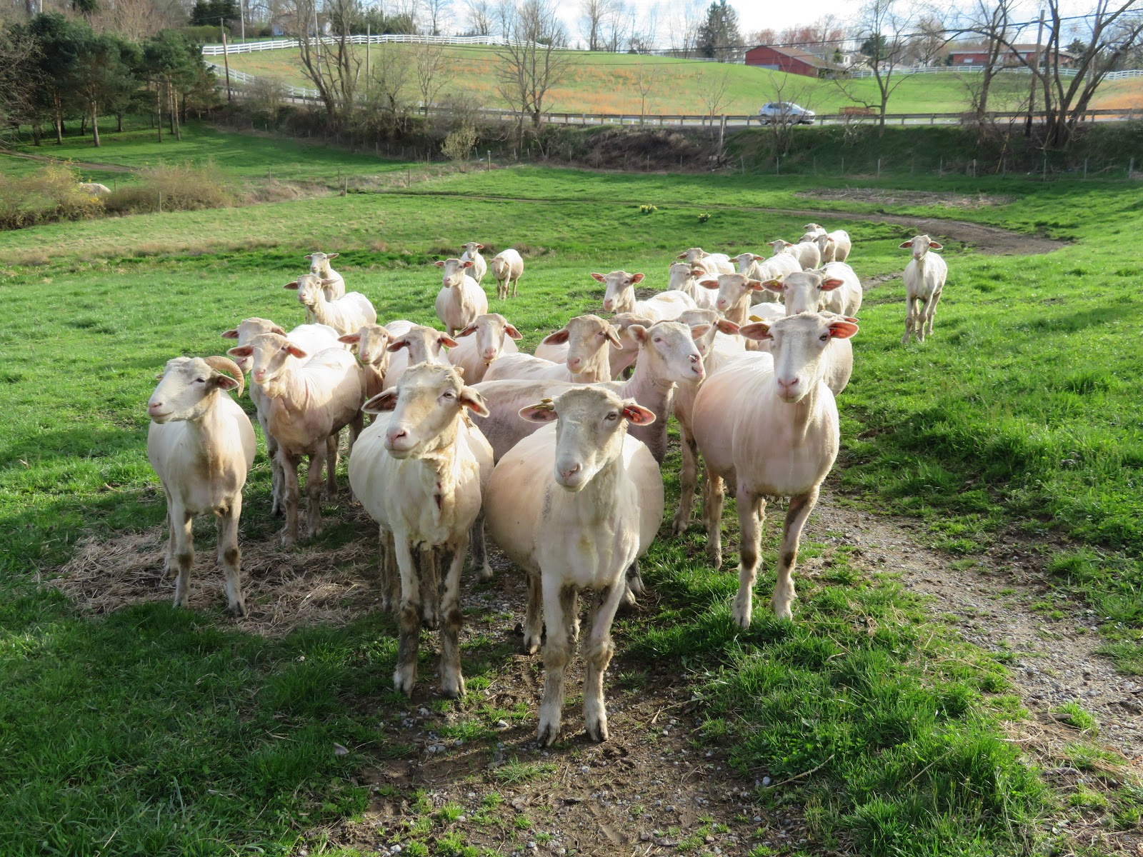 Wild Rose Farm: 2019