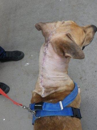 HOPE Dog Rescue: Updates On Matthieu, Benjamin And Sasha