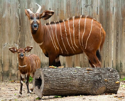 Animals of the world: Bongo