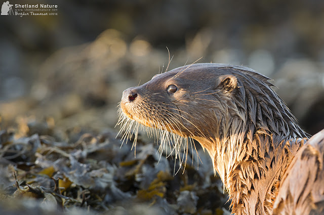 Shetland Otter Watching