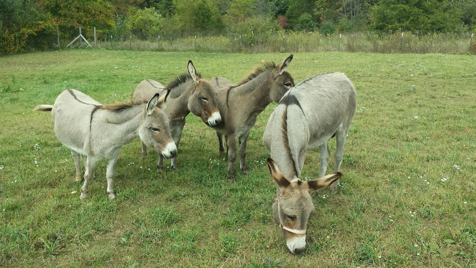 My Miniature Donkeys: Alice Joins the Donkey Herd