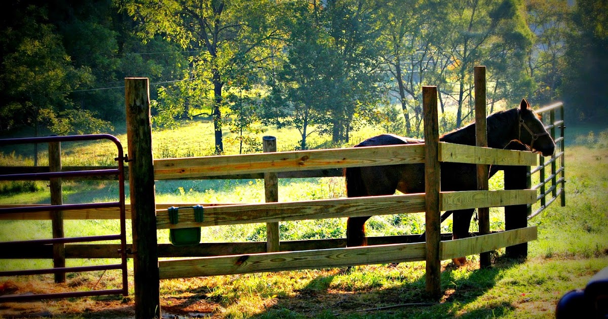 Two Bears Farm and the Three Cubs: Francie Gets a New Feeding Paddock