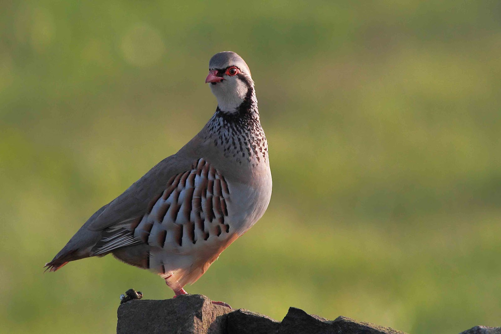 Darley Dale Wildlife: Red-legged Partridge