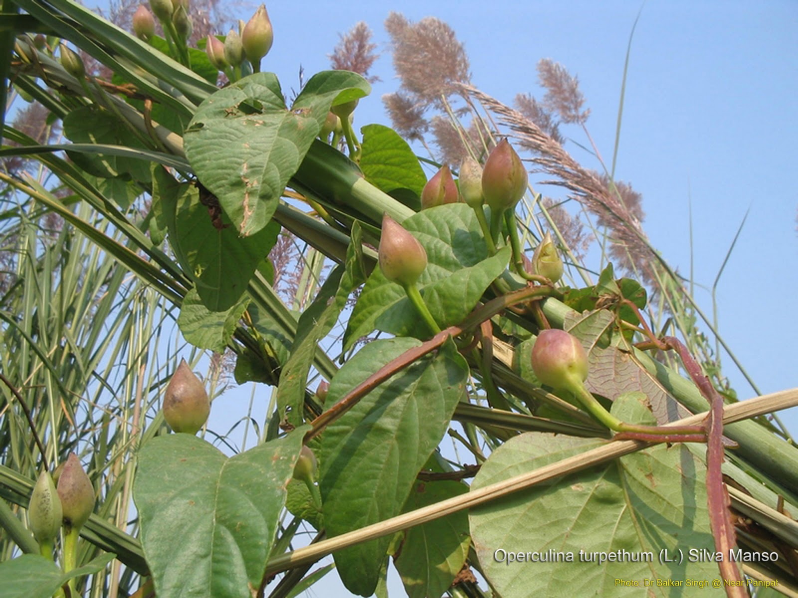 Medicinal Plants: Operculina turpethum