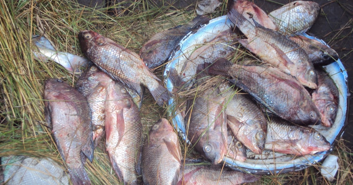 Espece halieutique actuellement rare,et prix revient de 1000FC a 1500FC ...