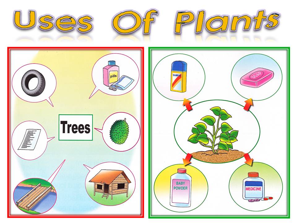 Plants: October 2012