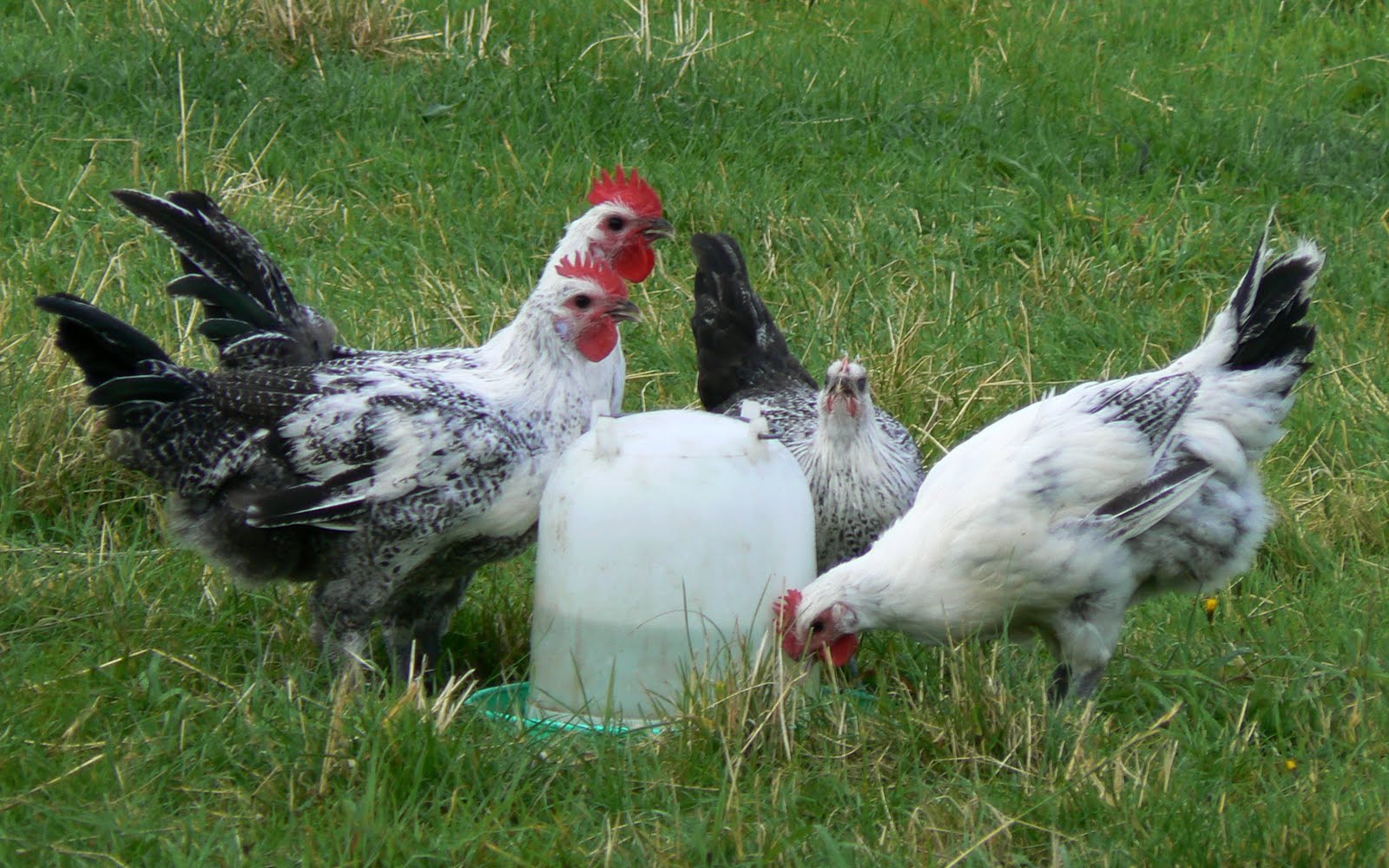 A Kilchoan Diary: Bresse Gauloise Grises