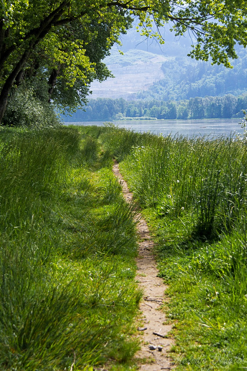 Melodie Douglas Art Blog: 128/365 Captured Moments - A Quiet Path