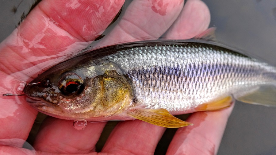 It's Tokyo Style: Coarse angling for dark chub