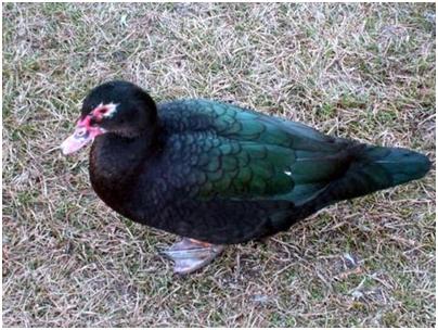 Harga Terbaru Macam-macam Jenis DOD Entok dan Bebek 2019 Semua Jenis ...