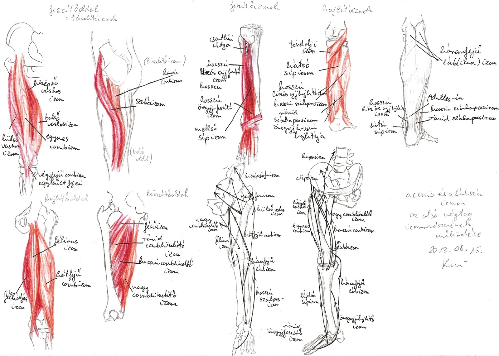 Rajzmánia: Anatómia 4