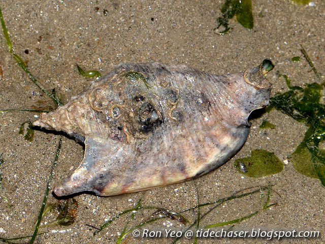 tHE tiDE cHAsER: Conches (Phylum Mollusca: Family Strombidae) of Singapore