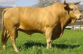 Bodacious Bucking Bull