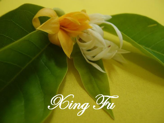 LI NA HERBS: BUNGA CHEMPAKA