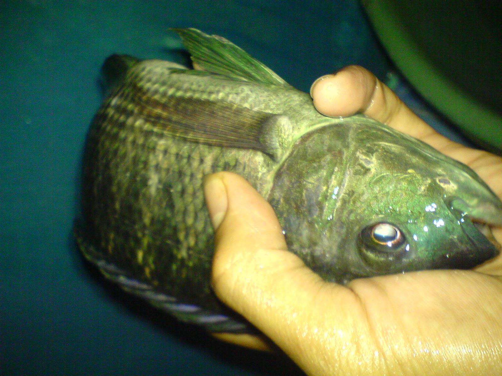 Gedebus Mrupus: Teknik Mancing Gabus Bego