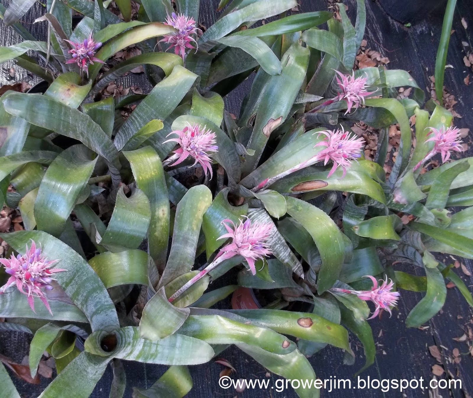 Garden Adventures: Aechmea fasciata