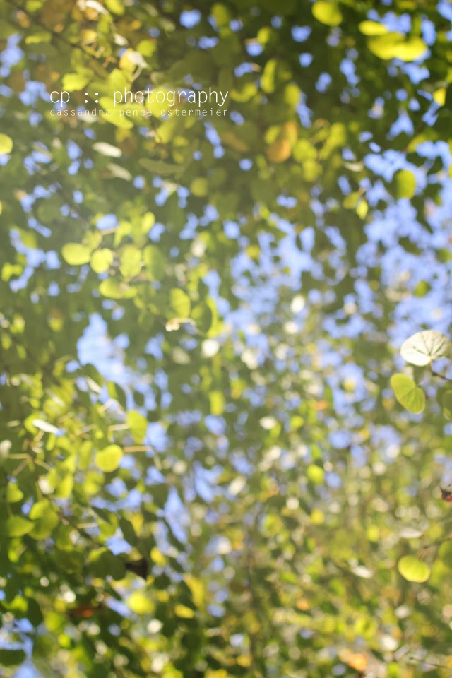 sassafras: light & focus :: abstract photography