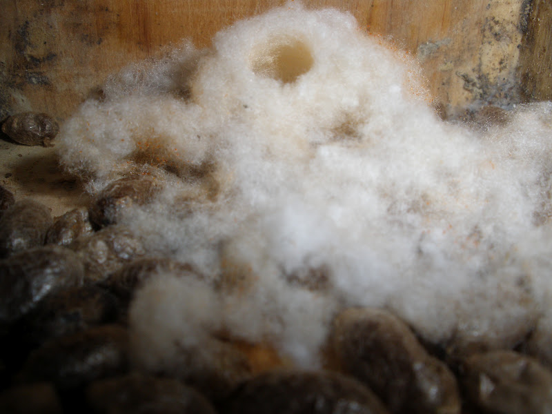 Beediverse.com: Cocoons in cotton-like material