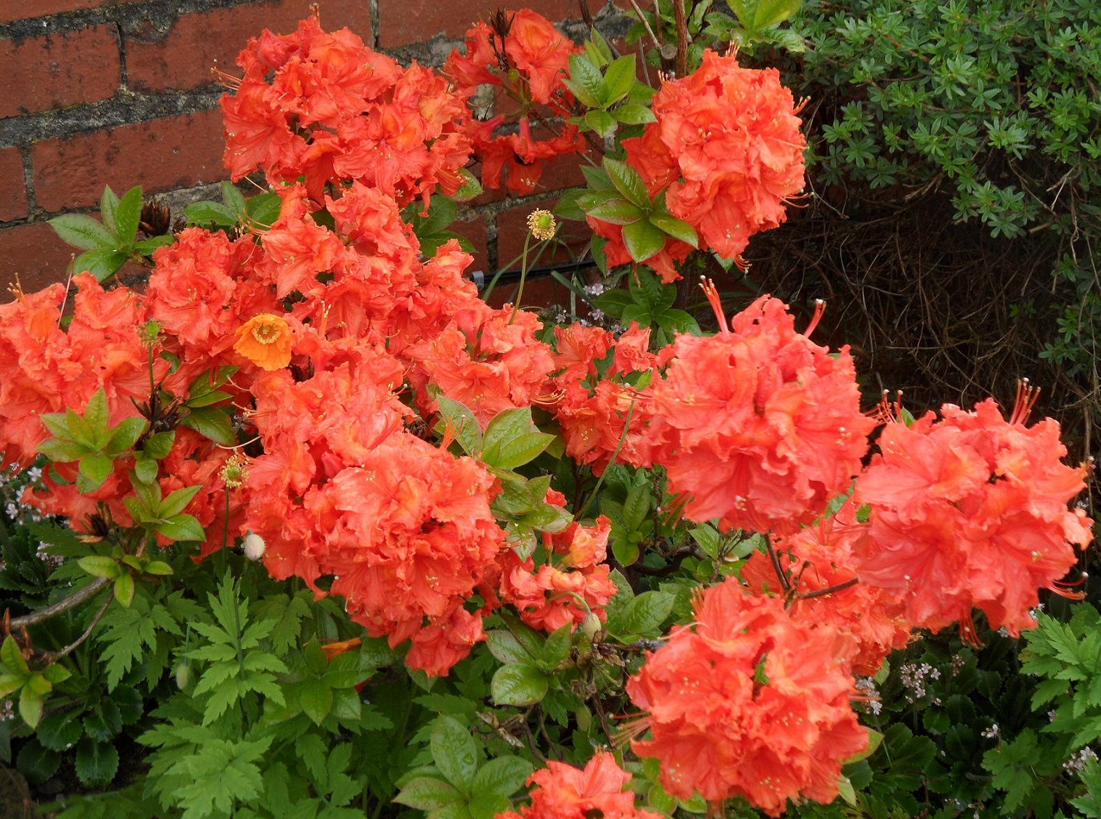 Dannysbirds: Garden Colour