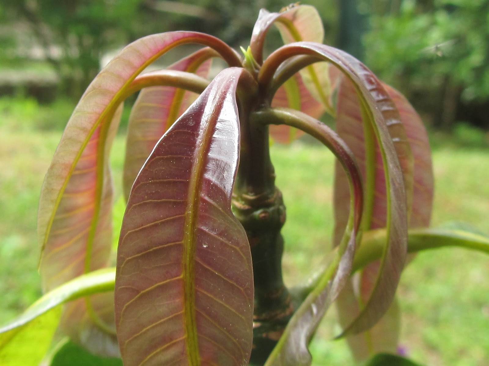 Come Coltivare il Mango (Mangifera indica) in Italia ? - Crescita e ...