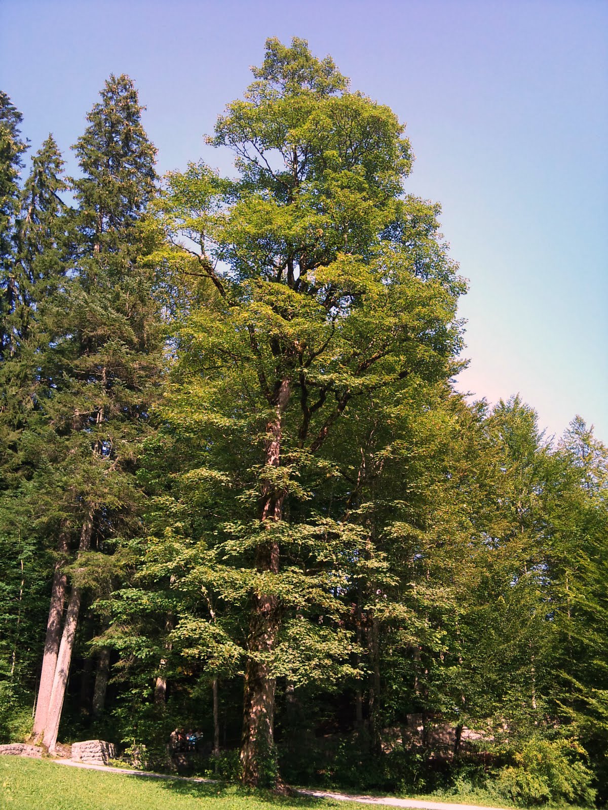 Árboles con alma: septiembre 2011