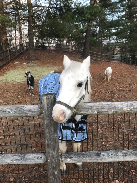 Dispatch from the Digital Health Frontier: Unity Farm Sanctuary Begins