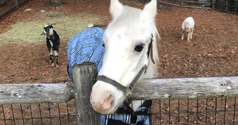 Dispatch from the Digital Health Frontier: Unity Farm Sanctuary Begins