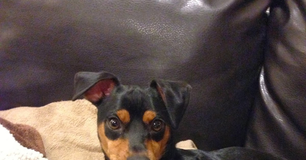 1 year old doxiepin selfies ~ Anze the DoxiePin Dog