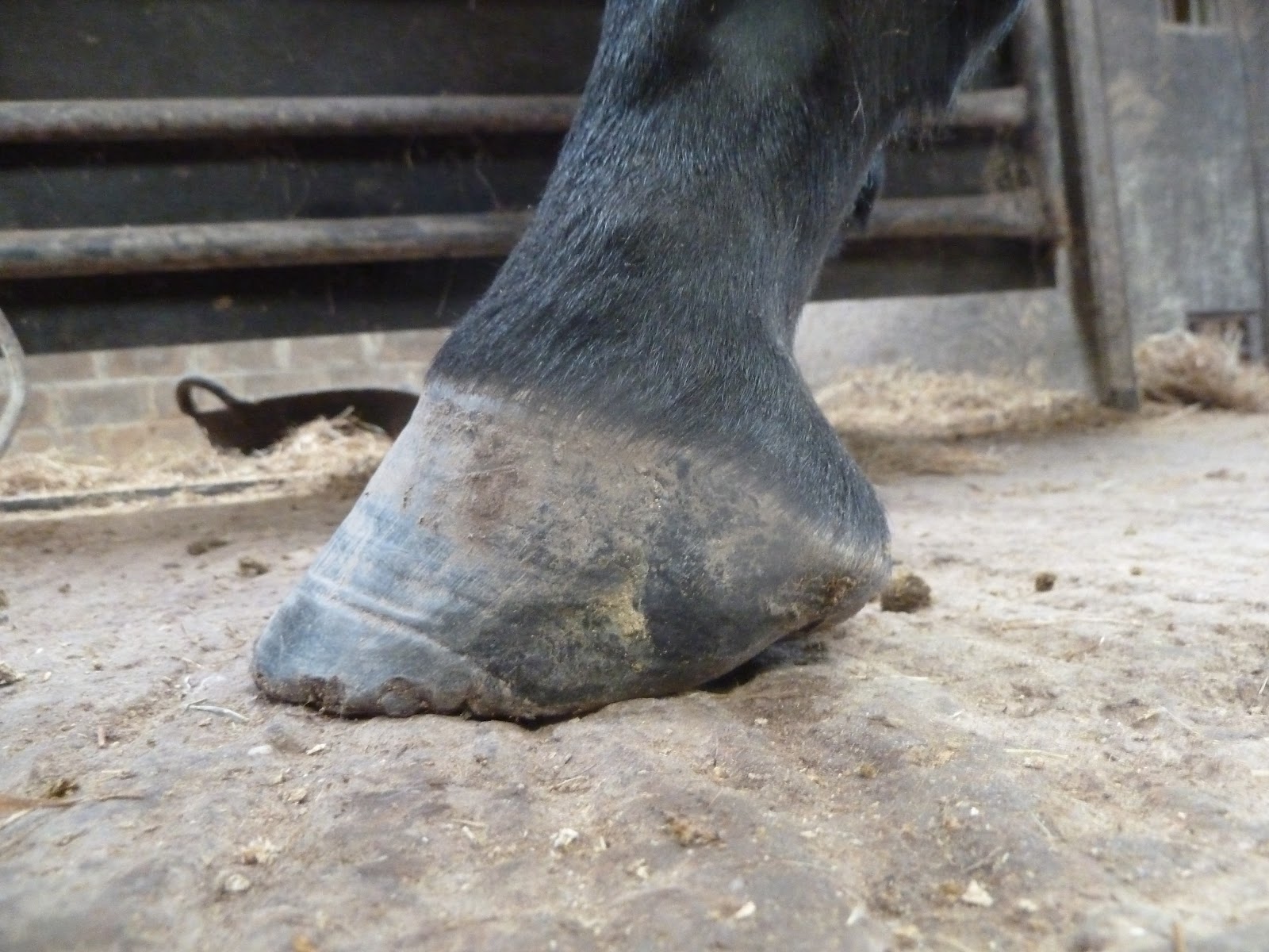 Rockley Farm: Barefoot thoroughbred hooves