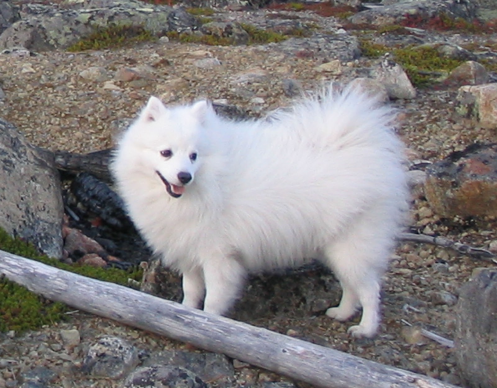 Nós, os Cachorros - No Japão: Raças De Cachorro: Spitz Japonês