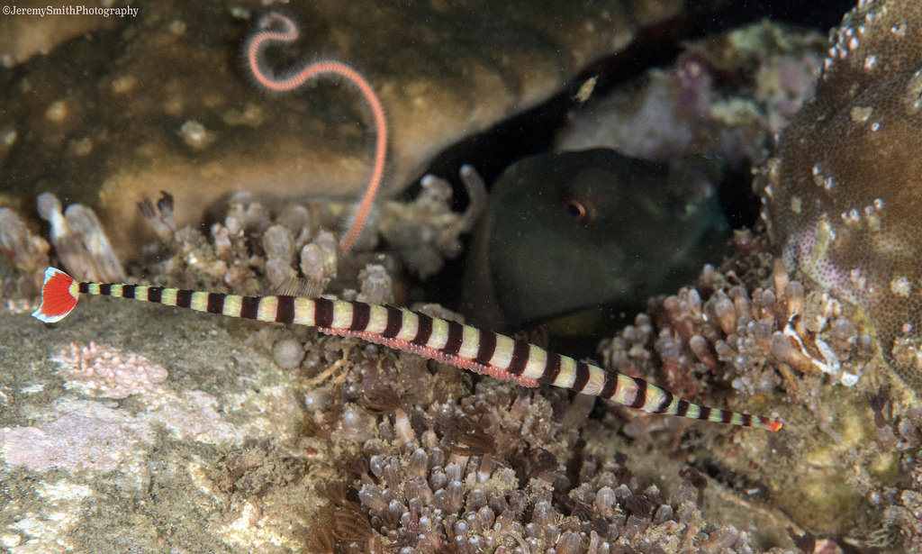 DUNCKEREROCAMPUS BOYLEI FISH ~ Everything About Fish