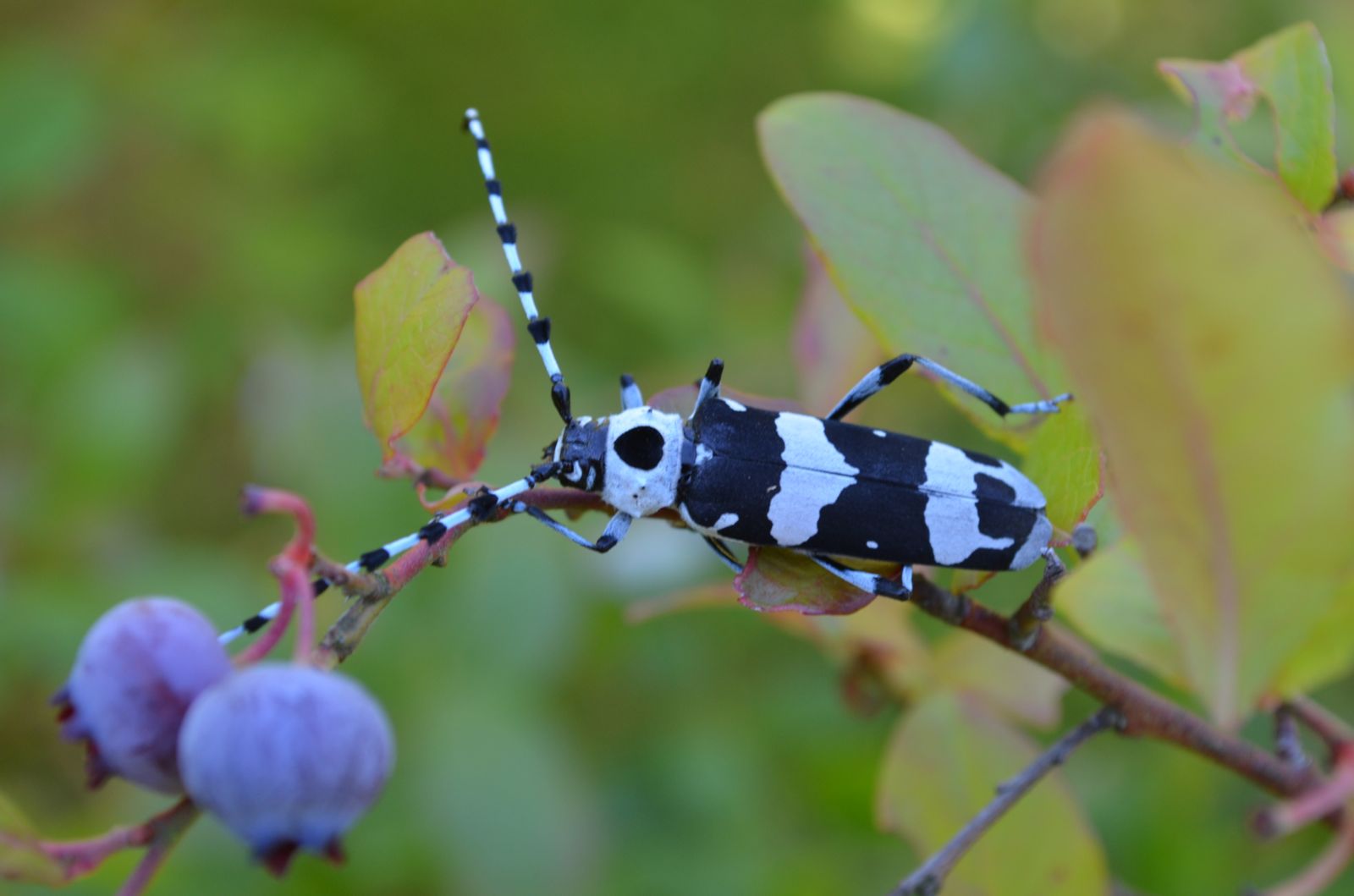 Gardens + Insects: Zebra Bug - Longhorn Beetle - ANSWERED