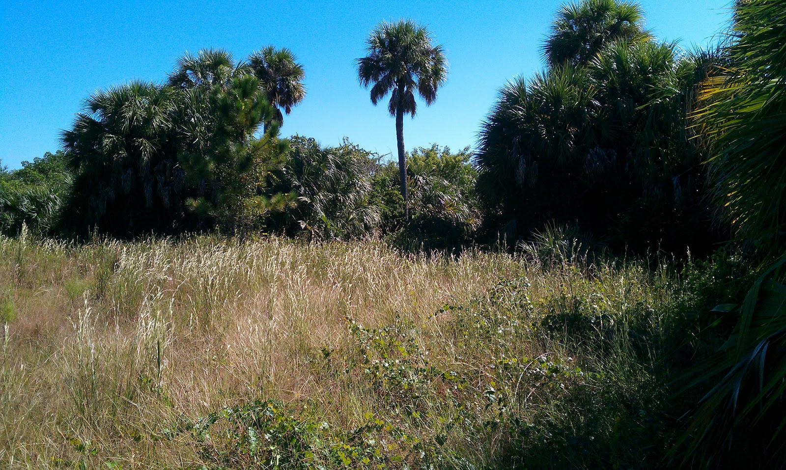 The Tampa Bay Hiker: Weedon Island