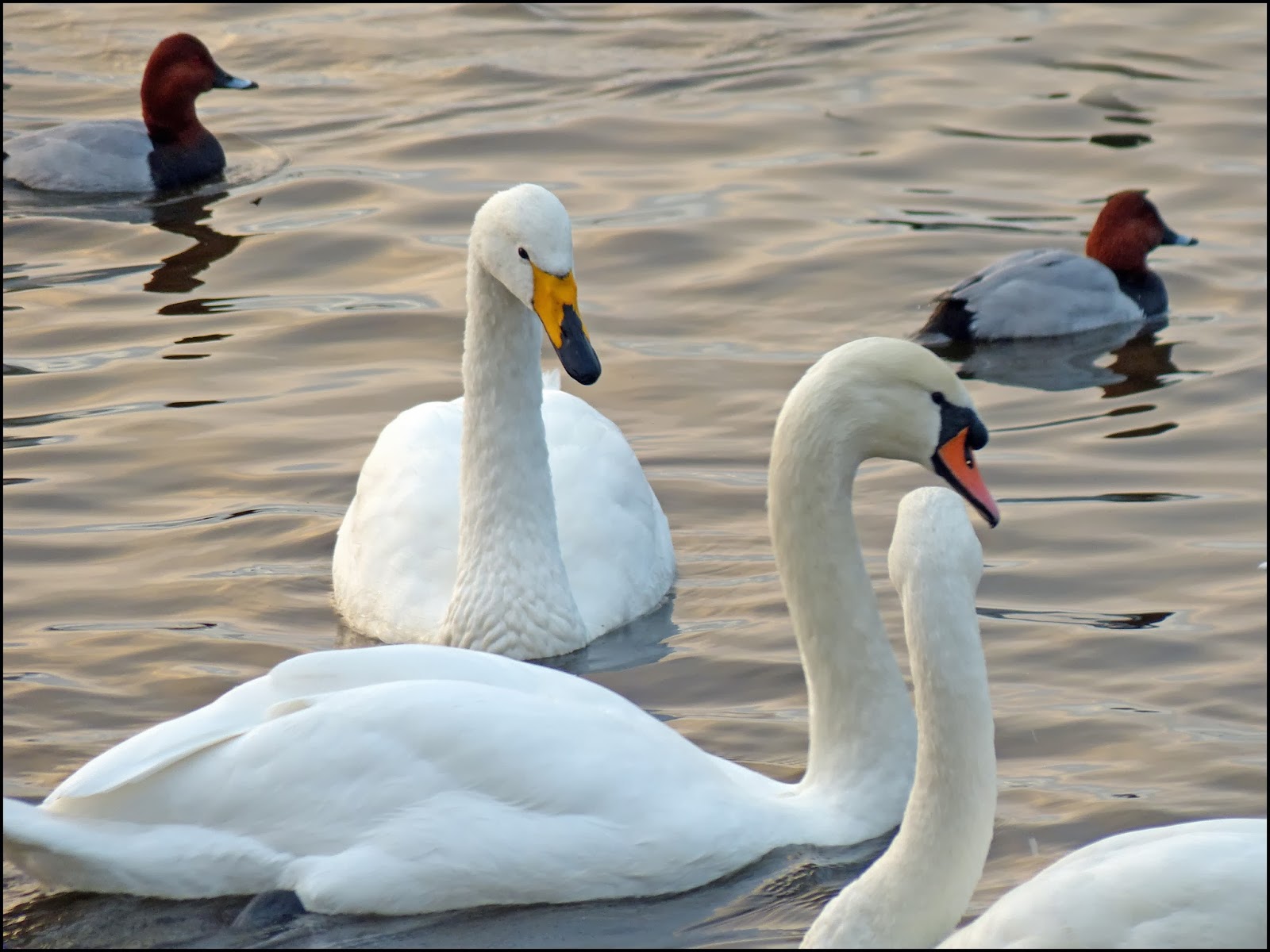 Wild and Wonderful: Seasonal Splash ~ Swans at WWT Welney