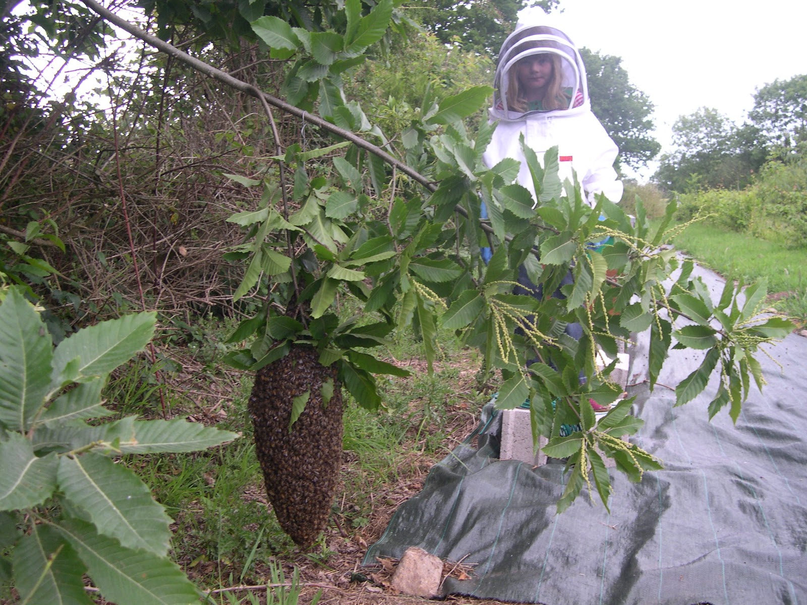 Bees in Brittany: Swarm Traps.- How to make them, where to place them.