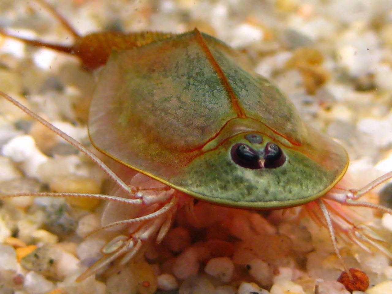 Impressioni e recensioni di una mamma qualunque: Uova di Triops Gratuite