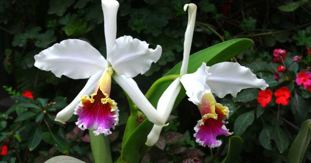 Orquideas de Moyobamba - Cattleya Rex. Foto de orquidea ~ Orquídeas del ...