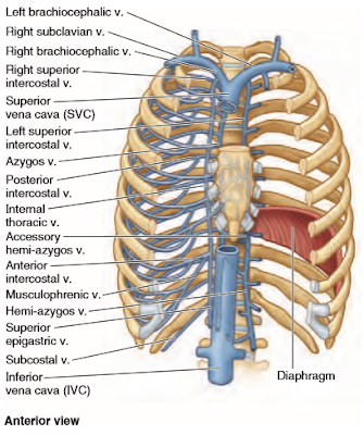 Toraks Duvarının Damarları