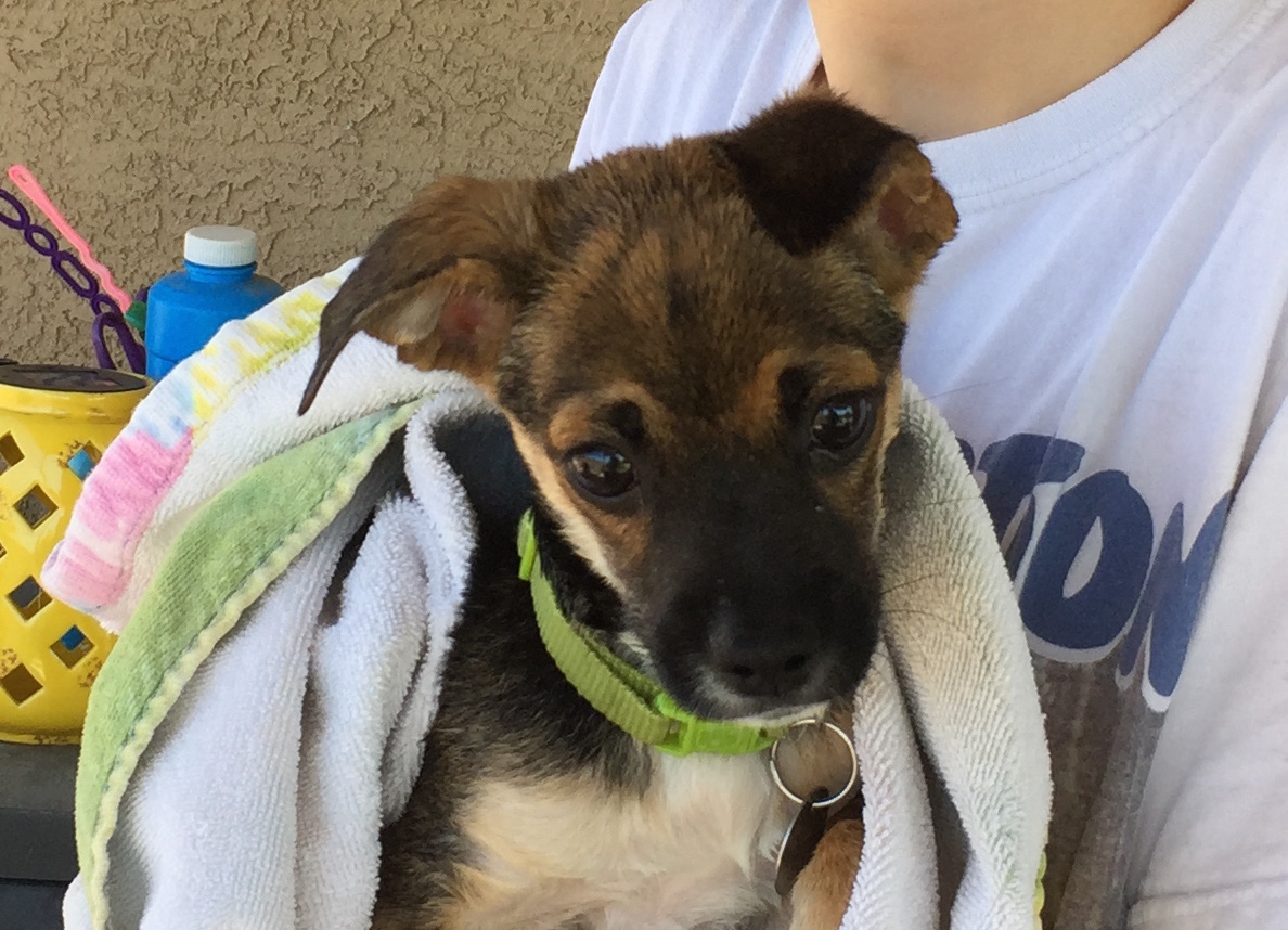 Buzz Jackson: Meet Levi The Dog!