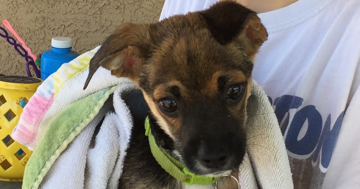 Buzz Jackson: Meet Levi The Dog!