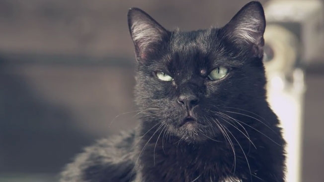 20++ Gambar Kucing Lucu Sedang Marah | Foto Kucing Terbaru