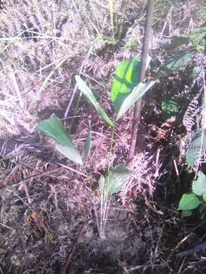 Budidaya Aren : Aren Dari A Sampai Z Dalam Foto