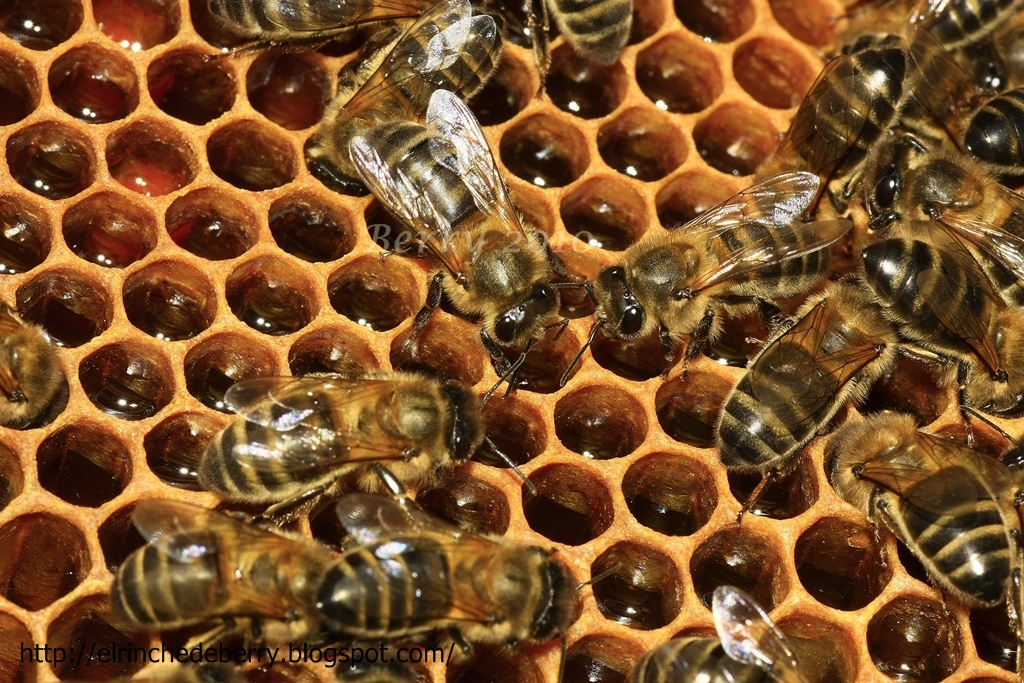 El Rinche de Berry : Macros