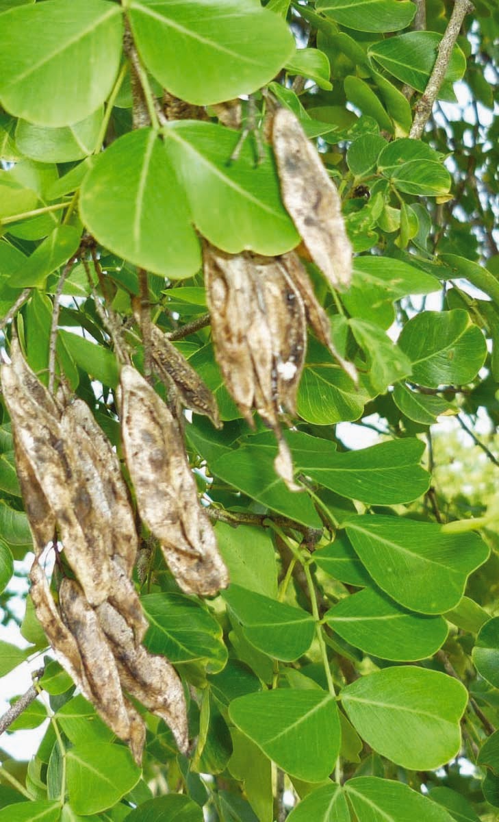 elarbolmiamigo-encinarosa: Haematoxylum campechianun / Palo de Campeche ...