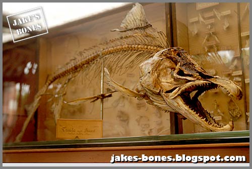 The monkfish skull and my new fish skull : Jake's Bones
