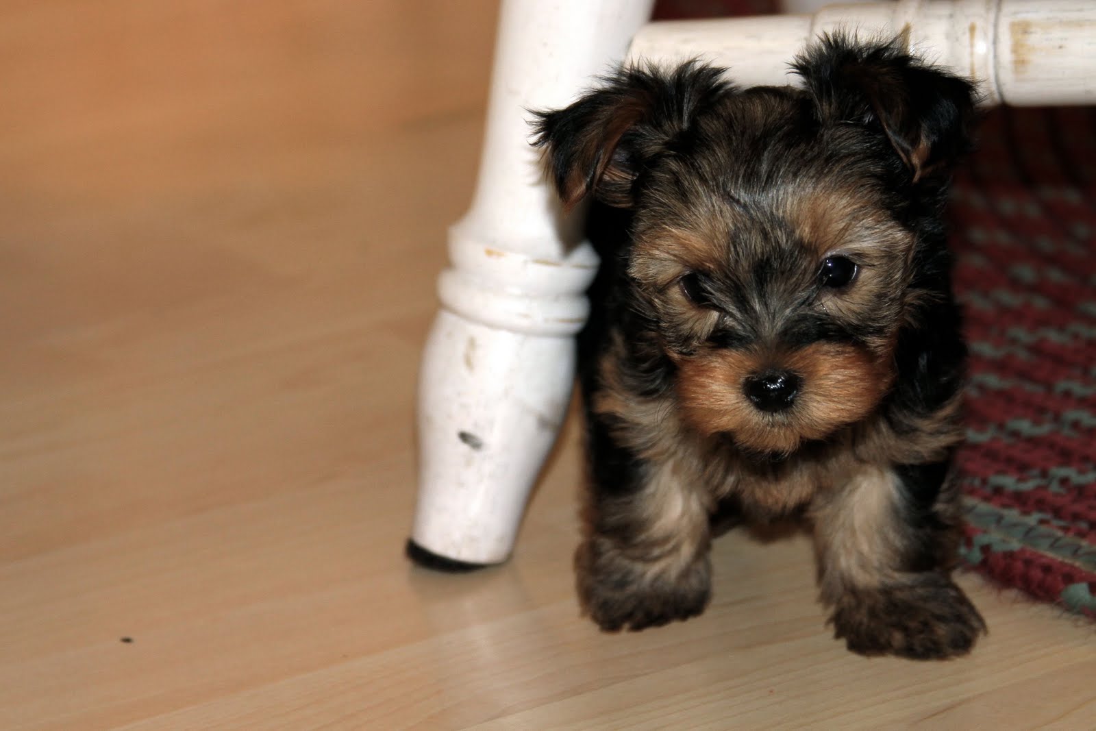 Butler Pups: Yorkies - 6 weeks old